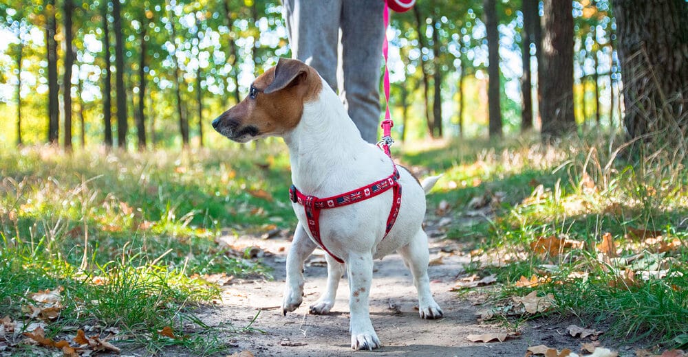 Dog Poop Turns White When It Dries? Here’s When To Be Concerned ...