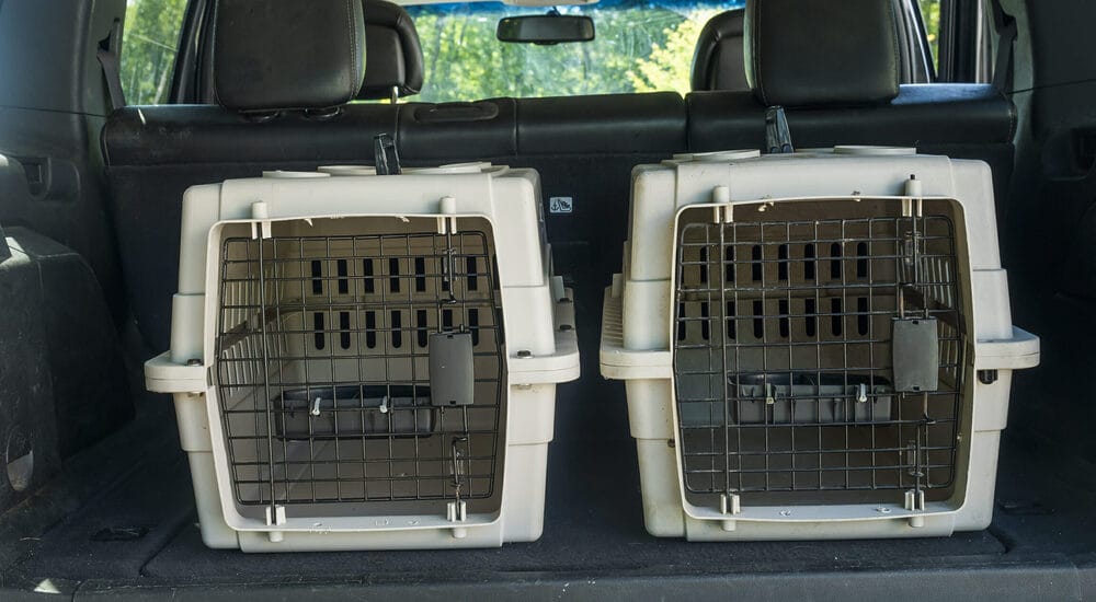 How To Secure Dog Crate In Car Boot (Complete Guide) | Dogaspet